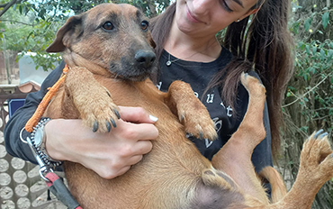 Animals First Aid (AFA) - Caring for all, leaving no one behind.