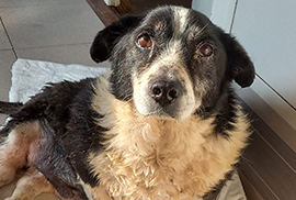 Animals First Aid (AFA) - Caring for all, leaving no one behind.