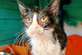 Animals First Aid (AFA) - Caring for all, leaving no one behind.