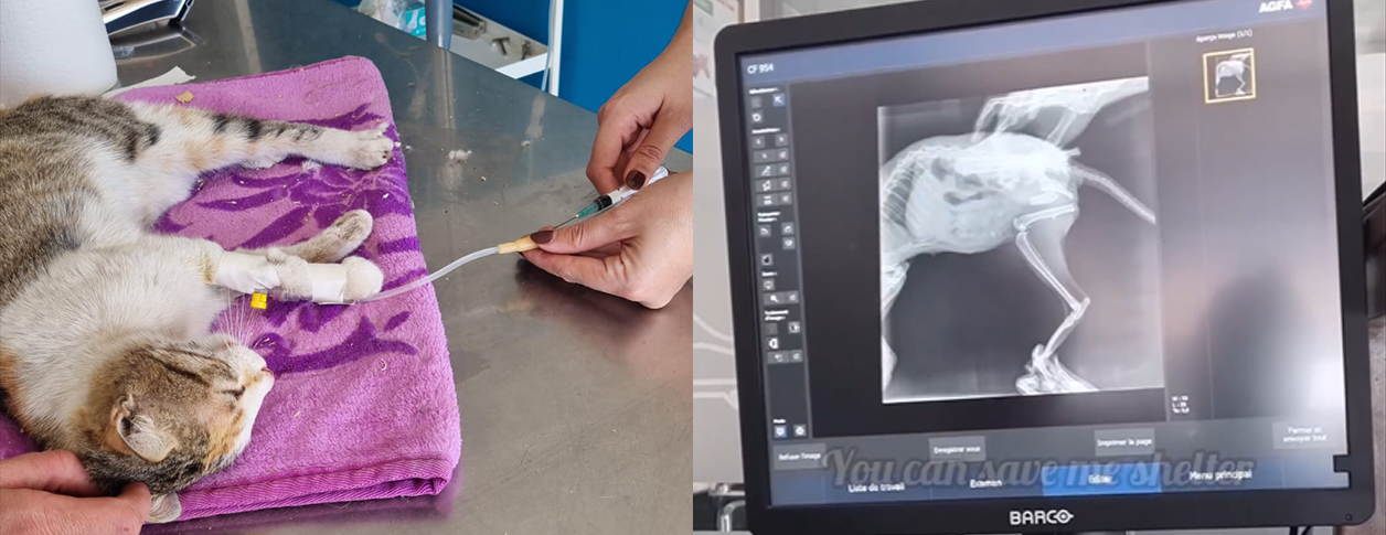 Animals First Aid (AFA) - Caring for all, leaving no one behind.