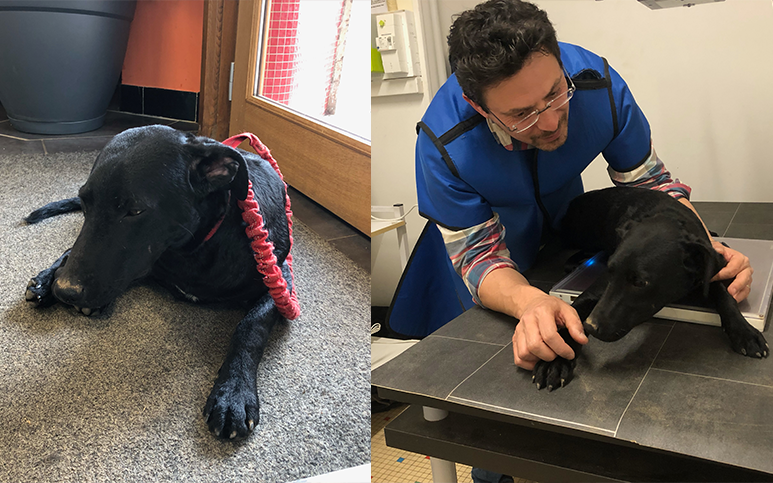 Animals First Aid (AFA) - Caring for all, leaving no one behind.