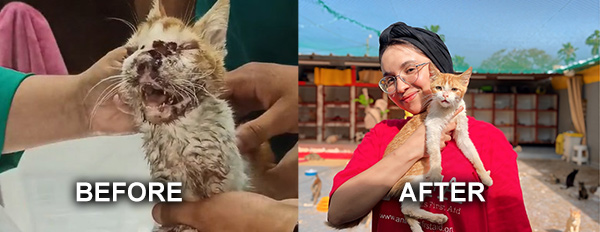 Animals First Aid (AFA) - Caring for all, leaving no one behind.